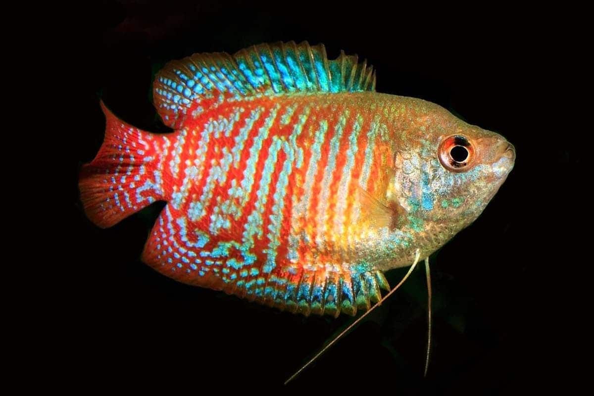 Freshwater Gourami – Aquarium Gallery