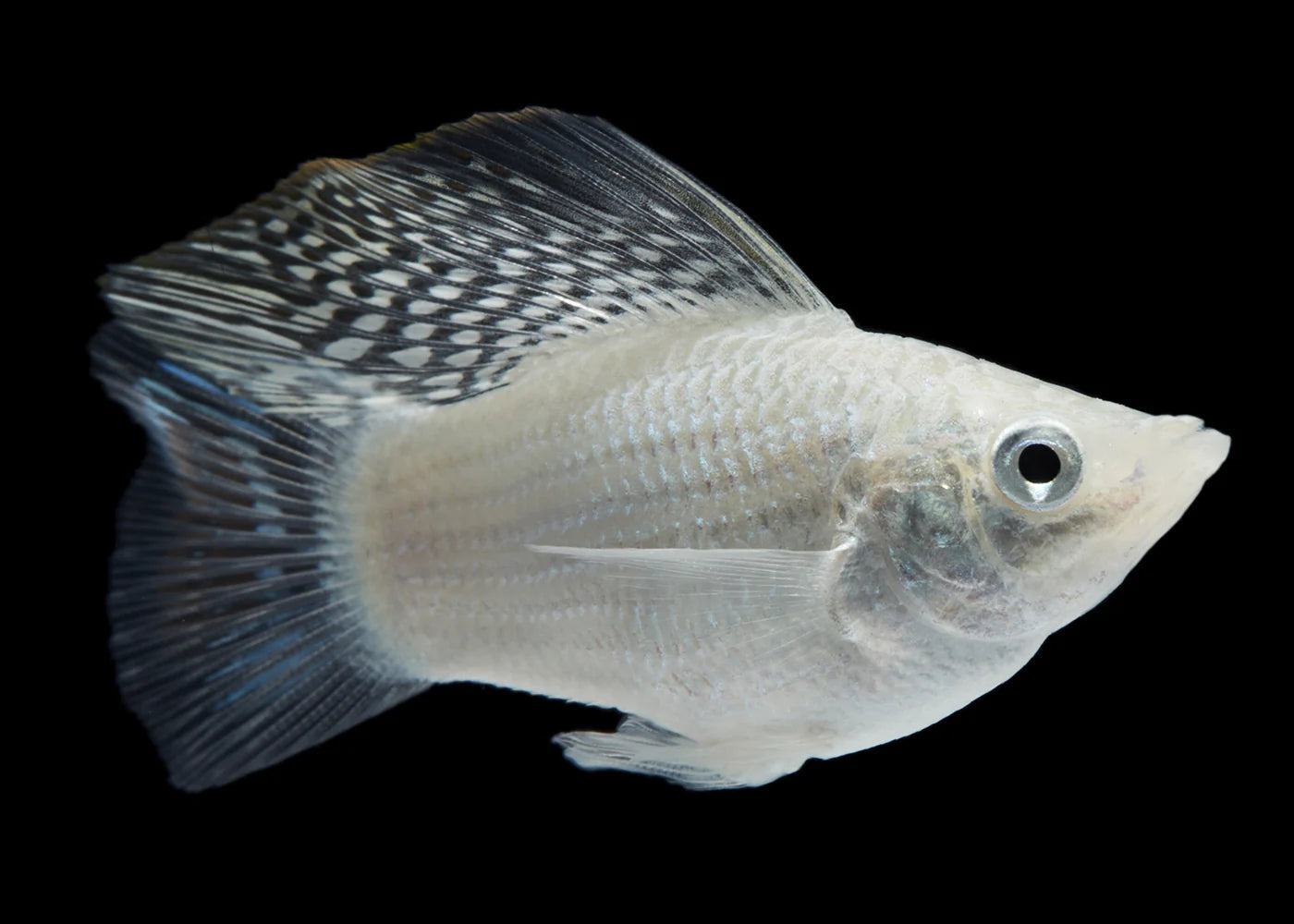 Freshwater Molly – Aquarium Gallery