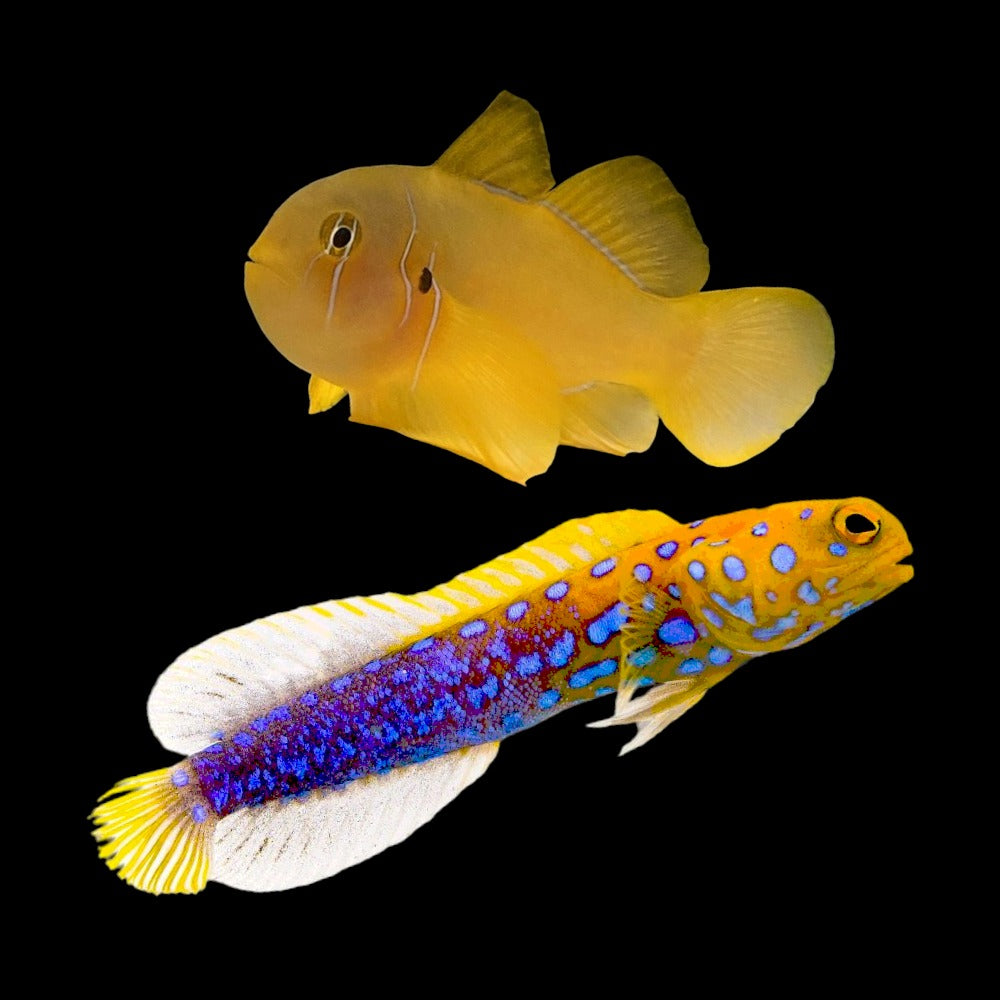 Marine Gobies – Aquarium Gallery
