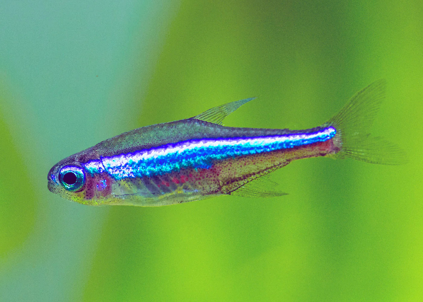 Freshwater Tetra – Page 2 – Aquarium Gallery