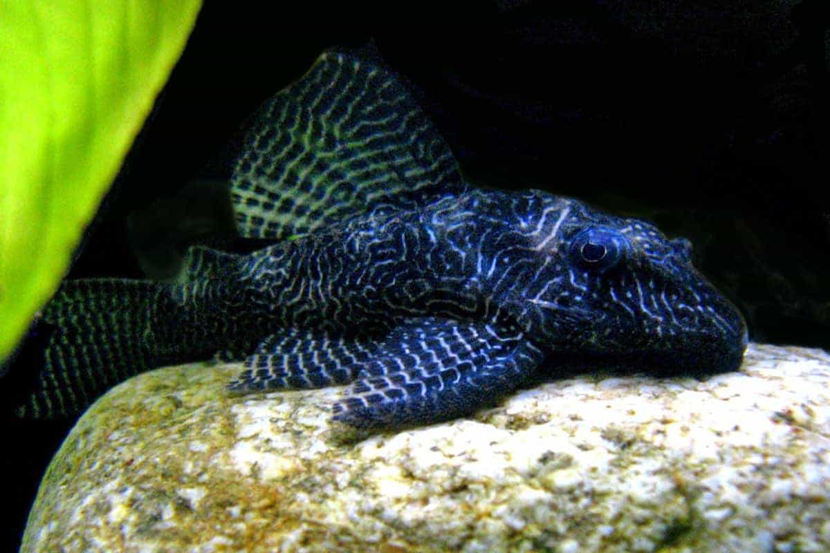 Freshwater Pleco – Aquarium Gallery