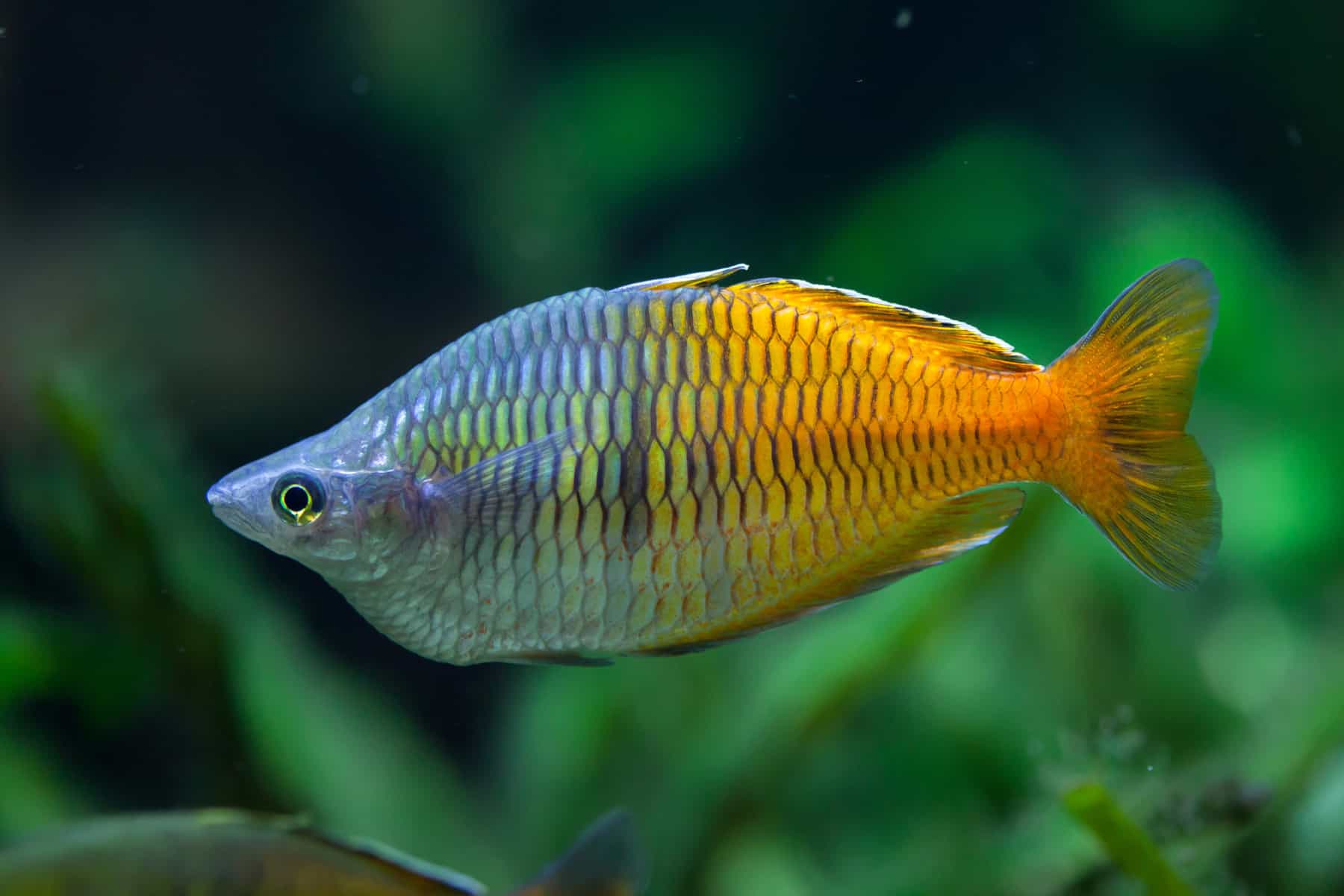 Freshwater Rainbowfish – Aquarium Gallery