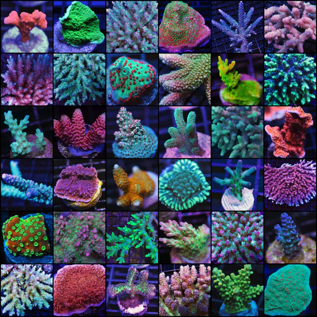 Aquacultured Frags – Aquarium Gallery