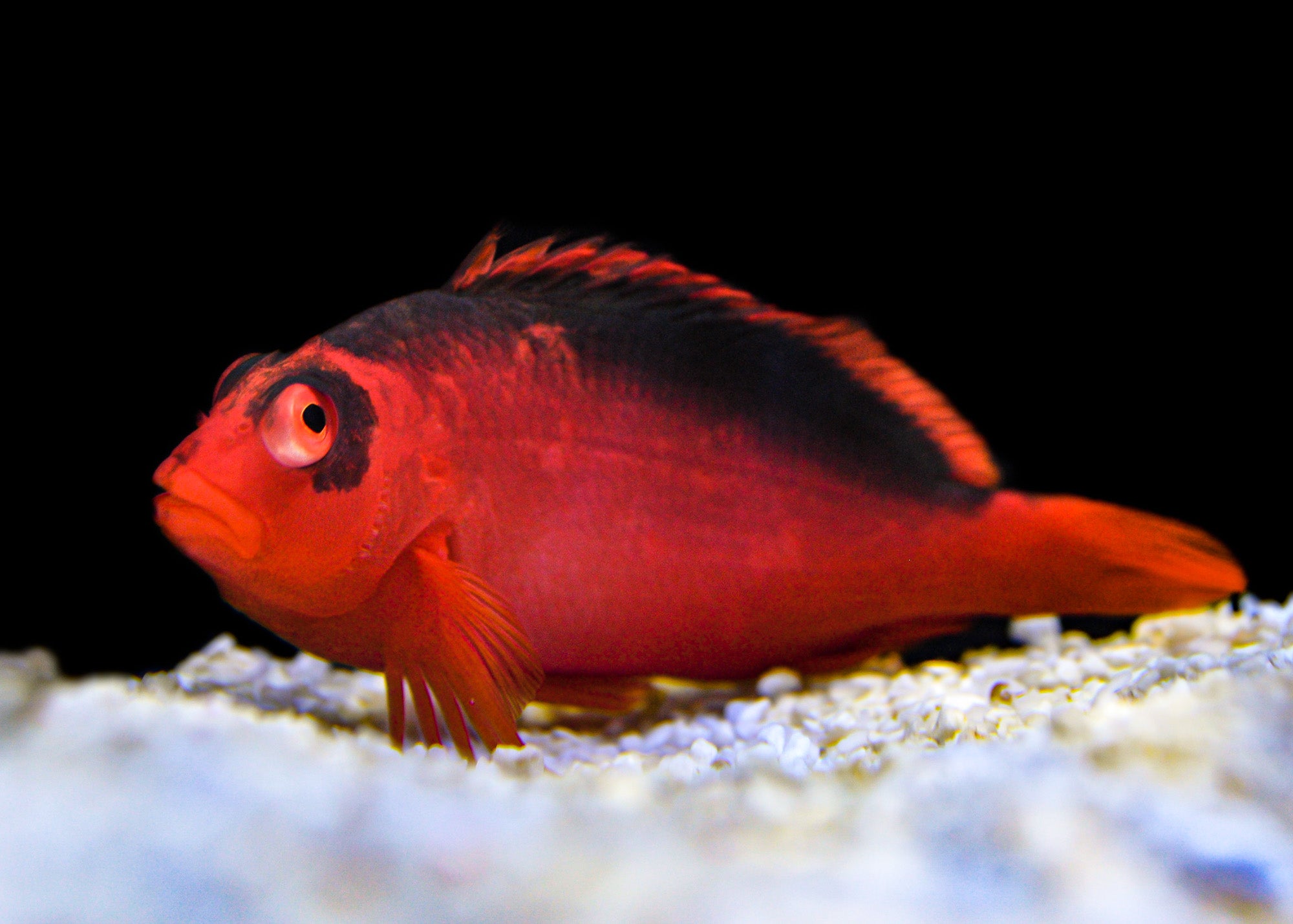 Marine Hawkfish – Aquarium Gallery