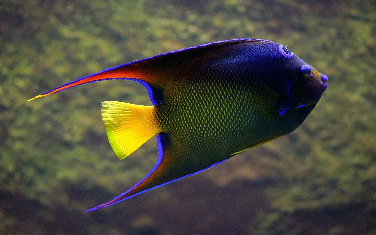 Marine Angelfish – Aquarium Gallery