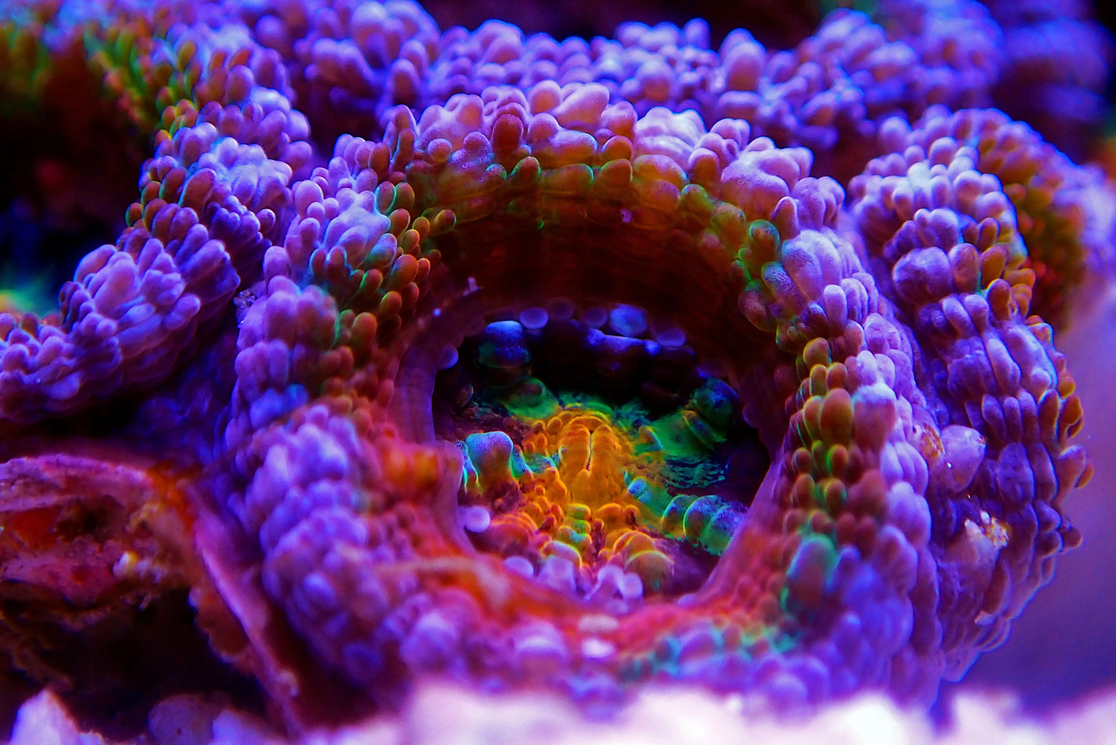 Lps Corals – Aquarium Gallery