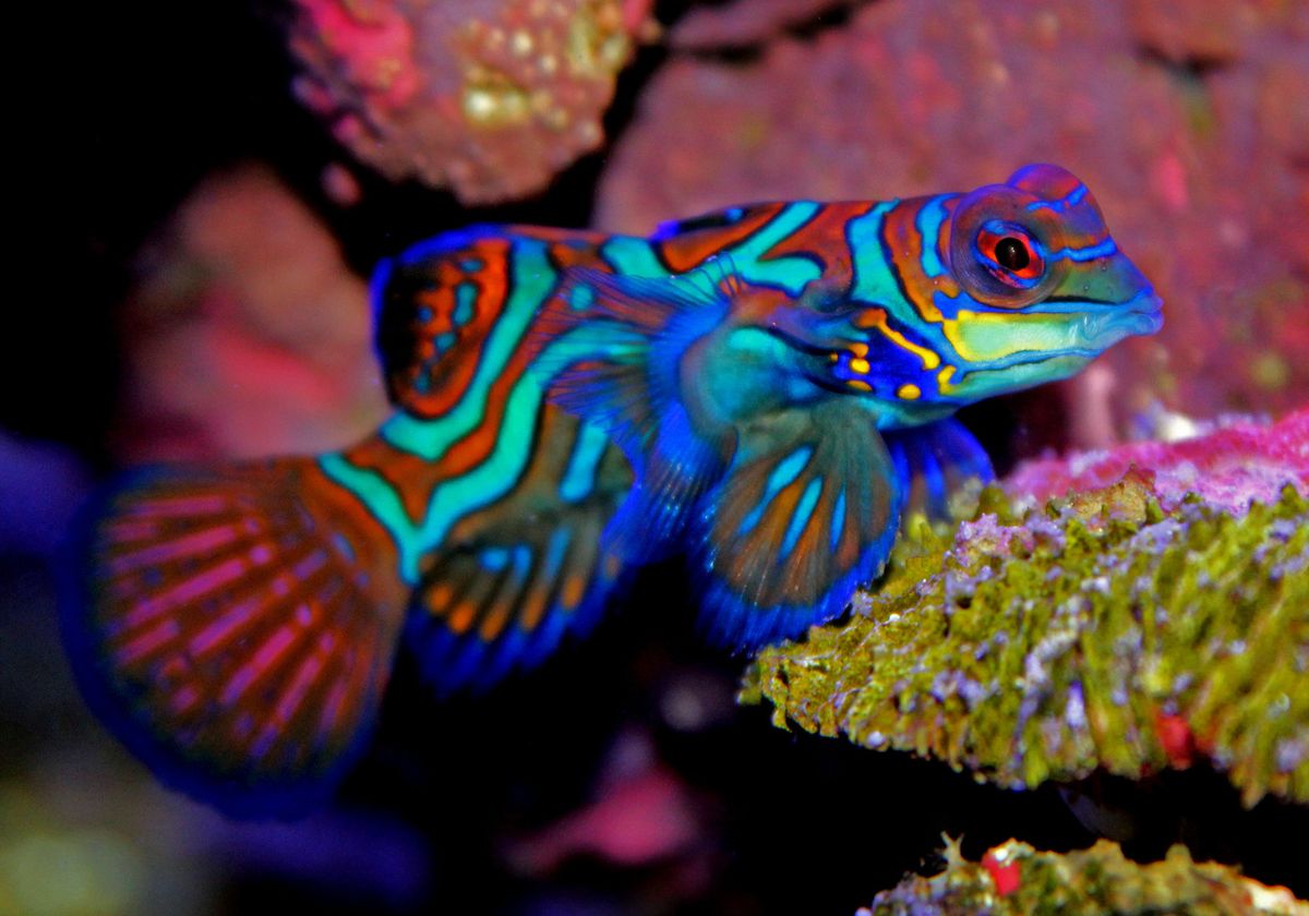 Marine Dragonets – Aquarium Gallery