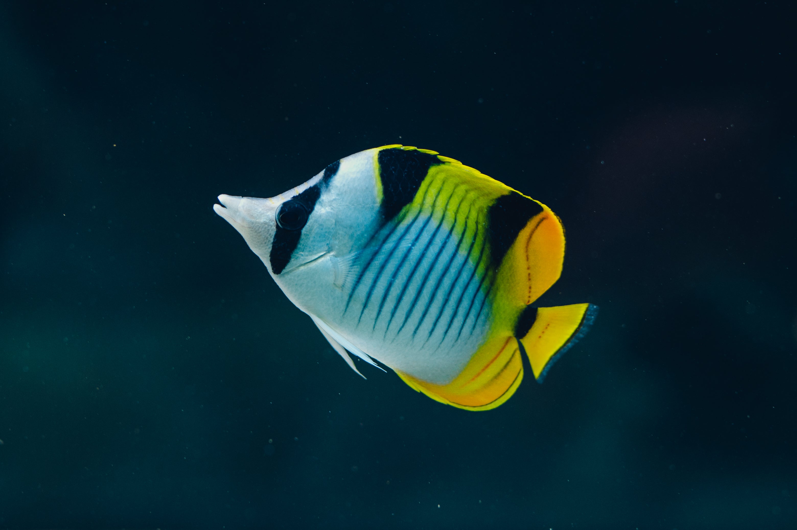 Marine Butterfly Fish – Aquarium Gallery