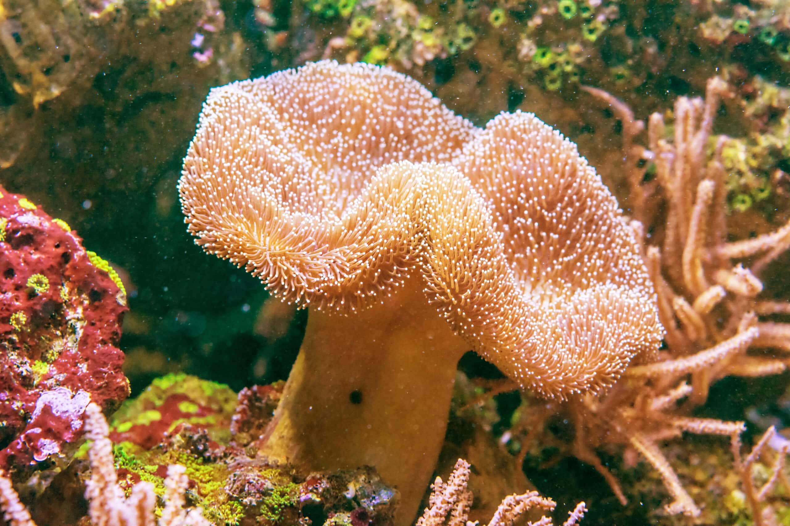 Soft Corals – Aquarium Gallery
