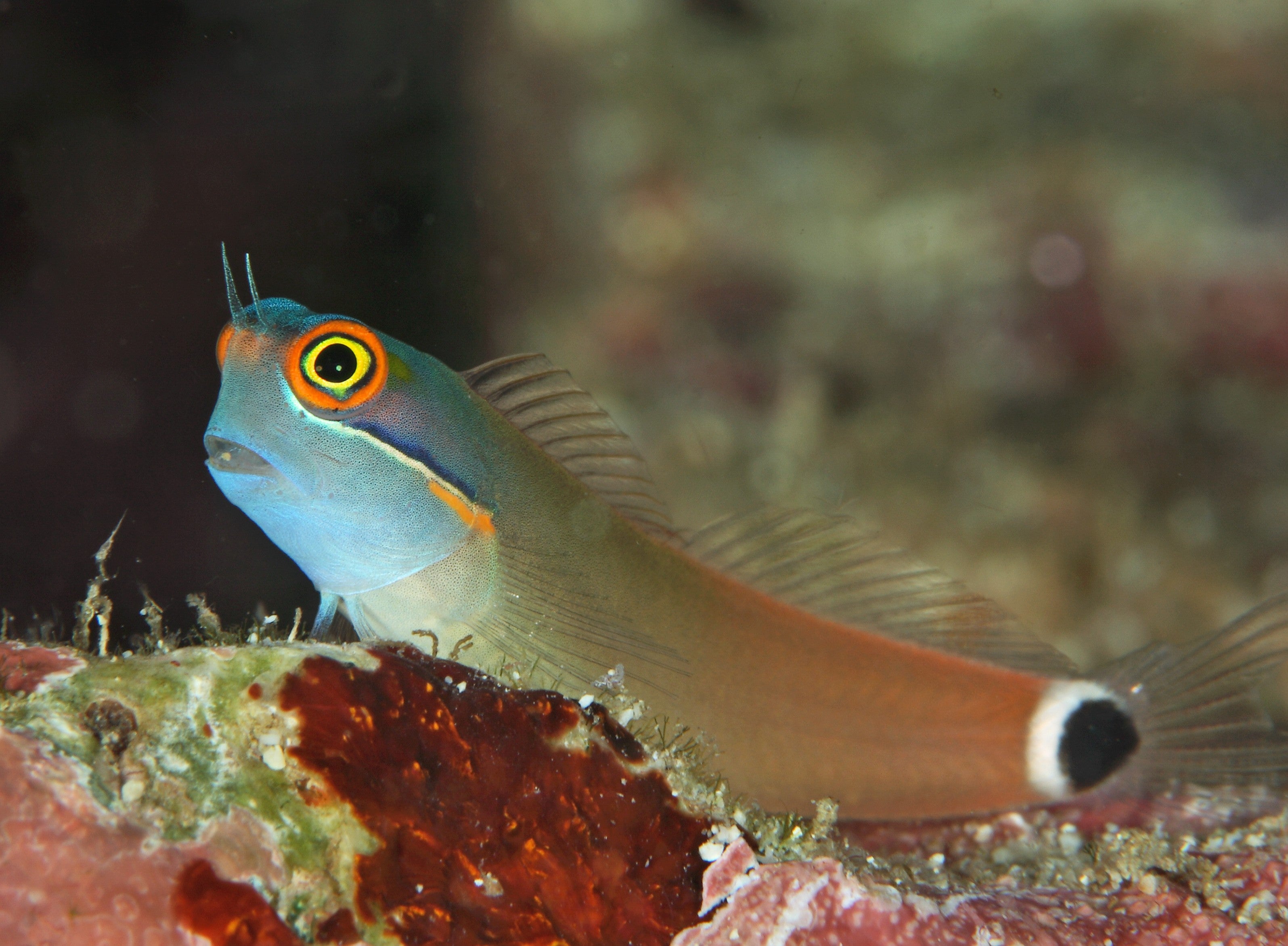 Marine Blennies – Aquarium Gallery
