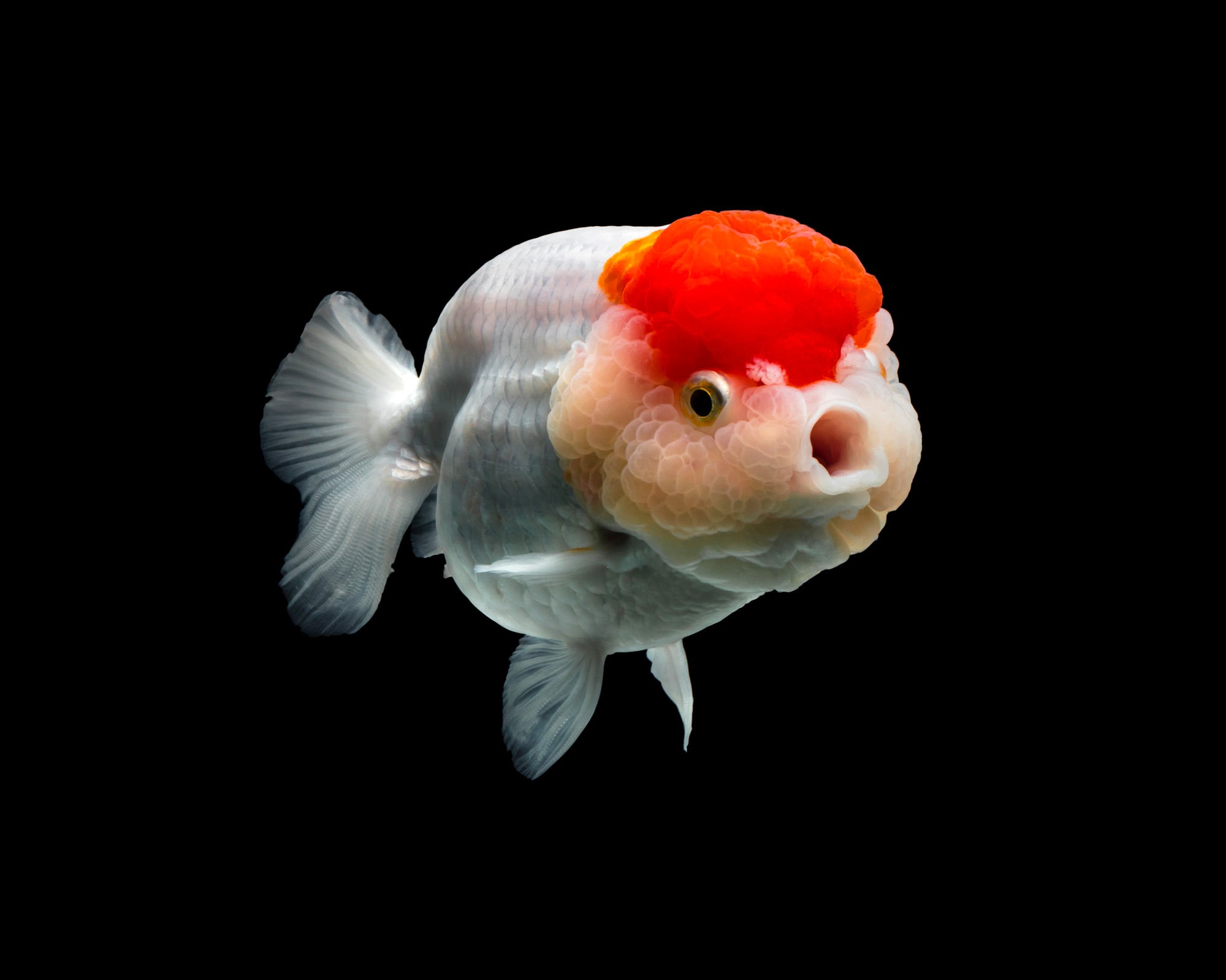 Cold water fish – Aquarium Gallery