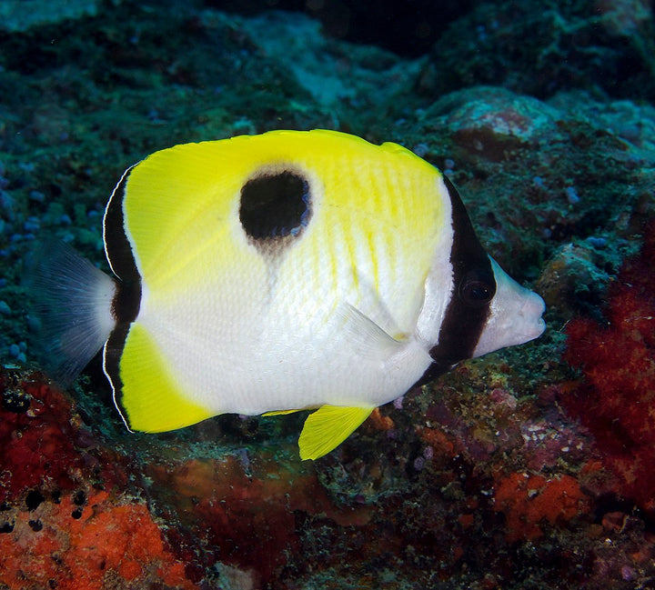 Marine Butterfly Fish – Aquarium Gallery