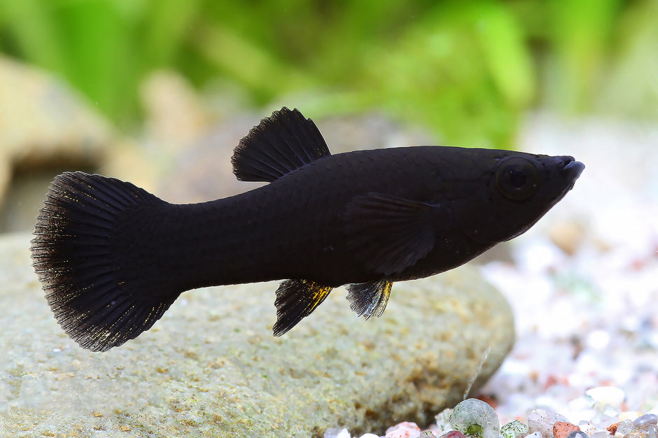 Freshwater Molly – Aquarium Gallery