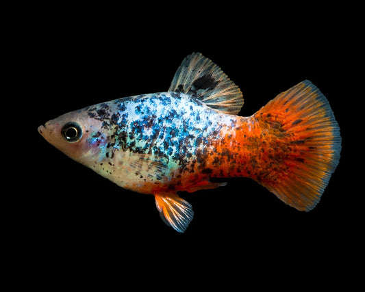 Freshwater Platy – Aquarium Gallery