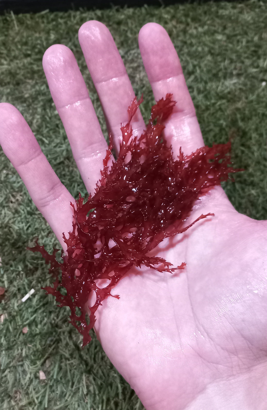 Macro Algae - Dragons Breath (Rare) – Aquarium Gallery