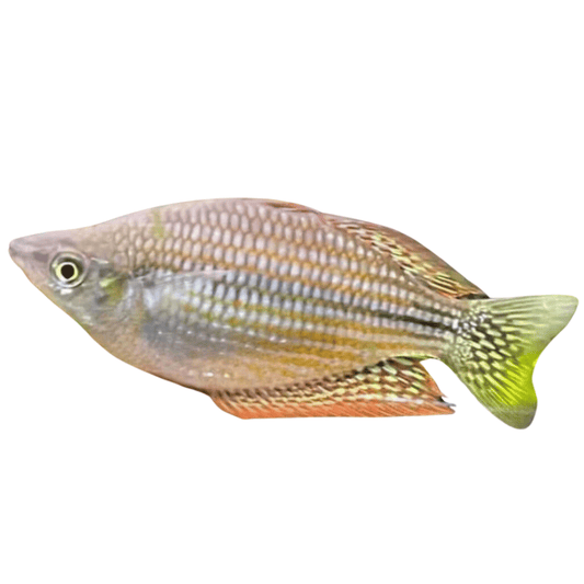 Freshwater Rainbowfish – Aquarium Gallery