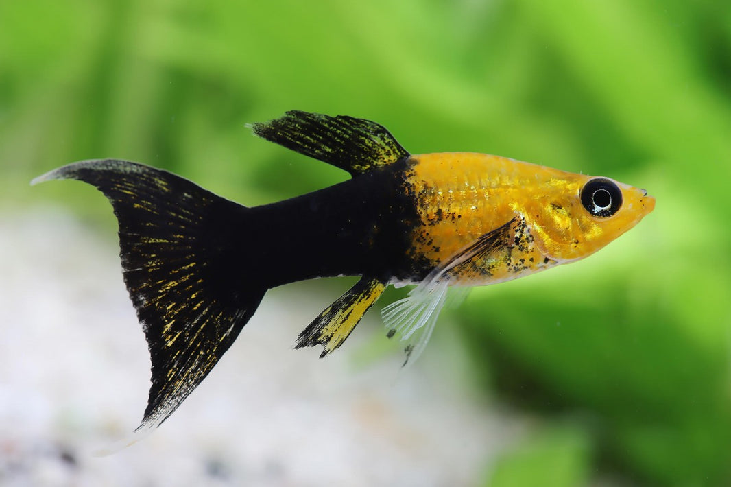 Freshwater Clean-Up Crew – Aquarium Gallery