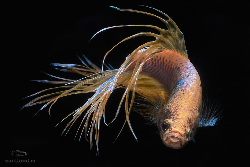 Betta Crowntail Male - Assorted – Aquarium Gallery