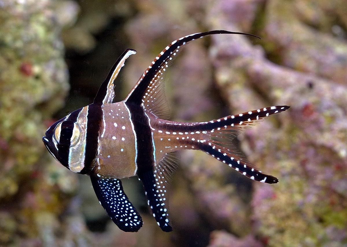 Cardinalfish - Banggai (Pterapogon kauderni) Captive bred* – Aquarium ...