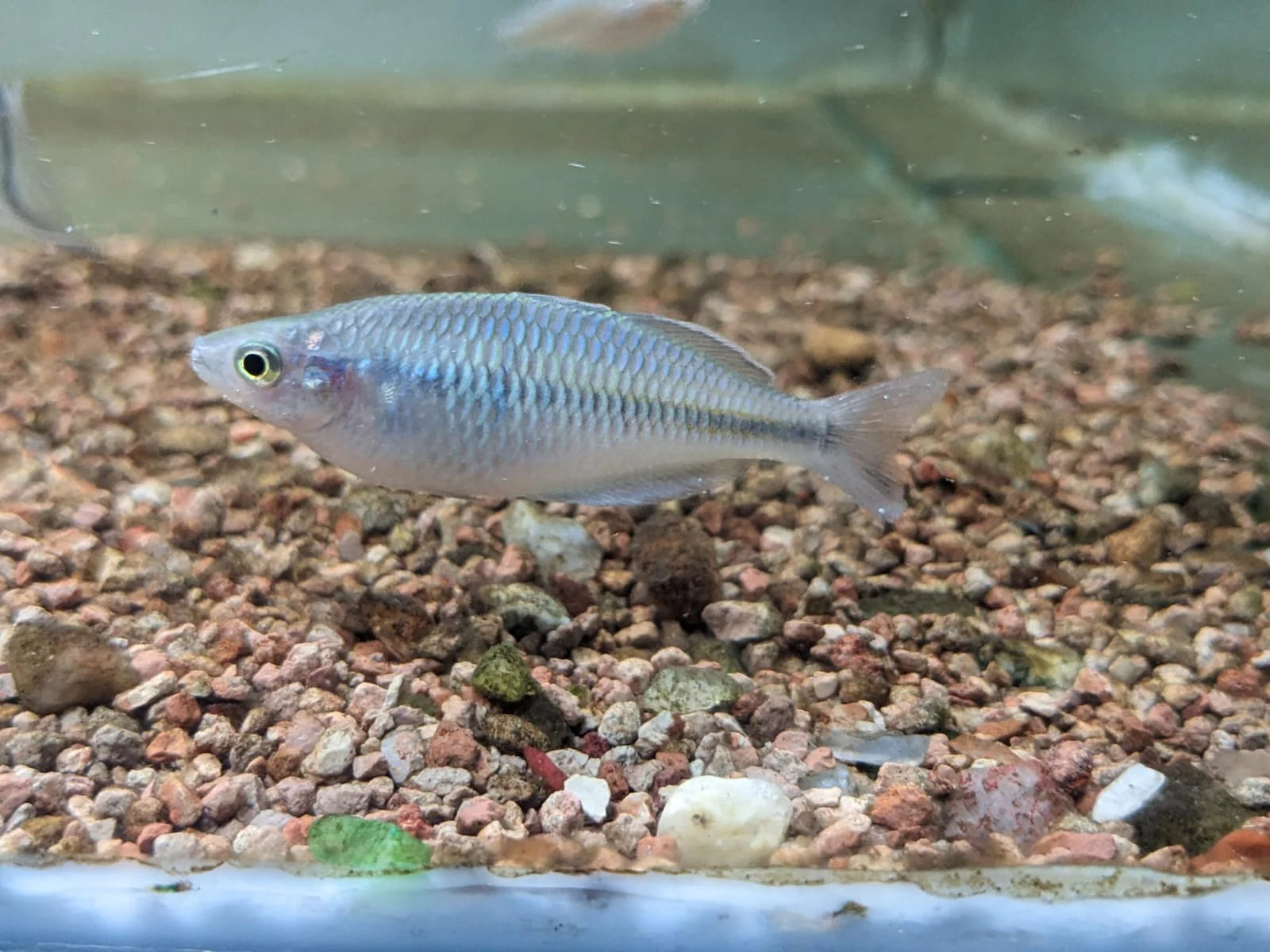 Rainbowfish - Boesmani (Melanotaenia boesemani) – Aquarium Gallery