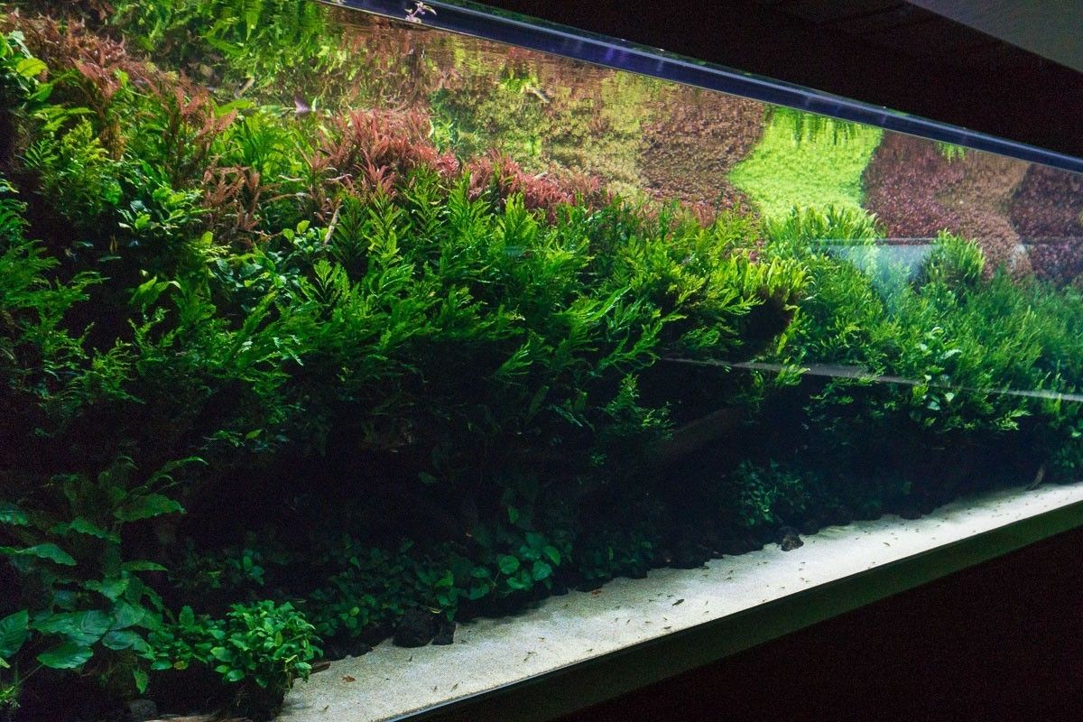 Bolbitis heudelotii (African Water Fern) – Aquarium Gallery