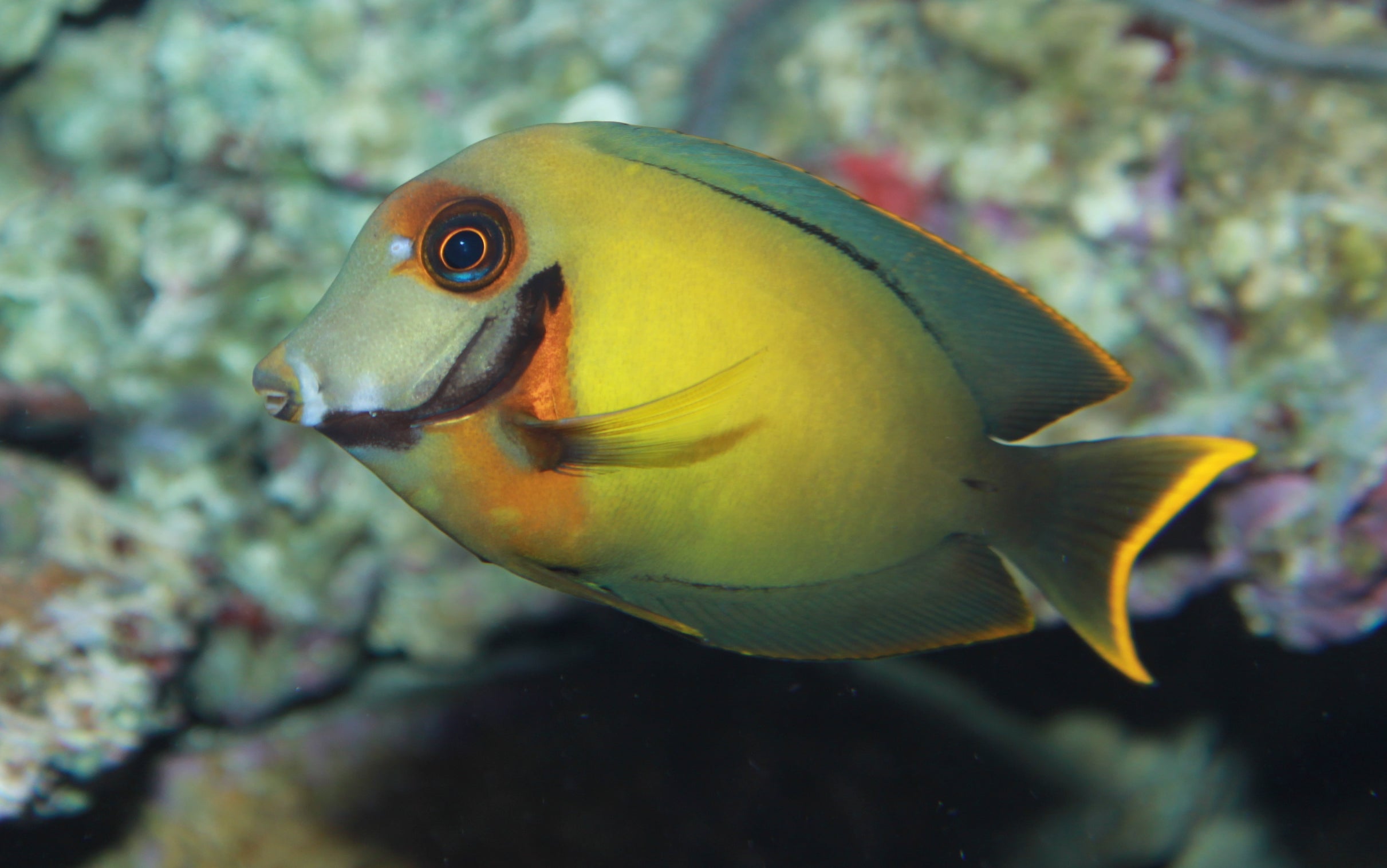 Tang Mimic (Acanthurus pyroferus) – Aquarium Gallery