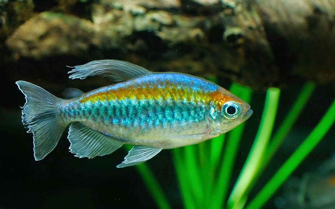Tetra Congo – Aquarium Gallery