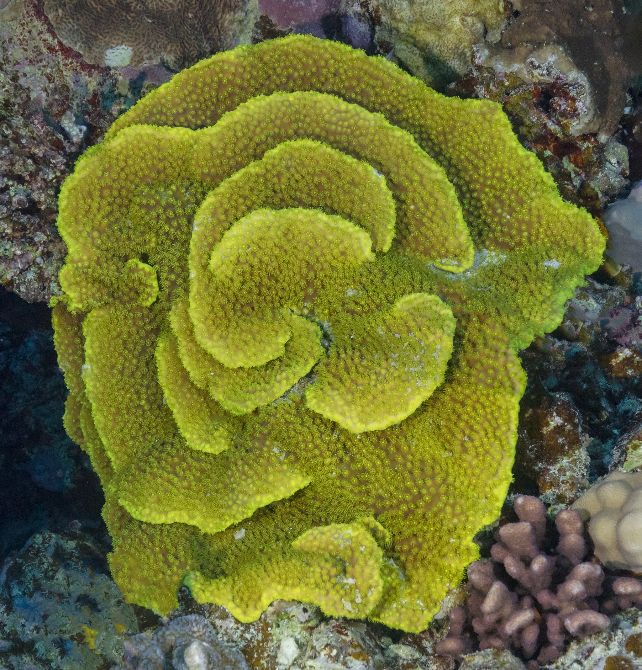 Pagoda Cup Corals (Turbinaria sp.) – Aquarium Gallery