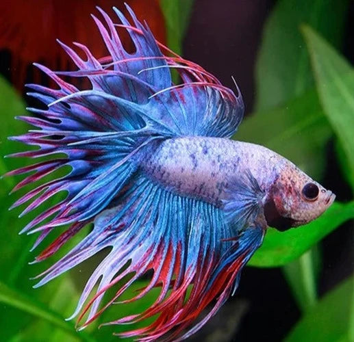 Betta Crowntail Male - Assorted – Aquarium Gallery