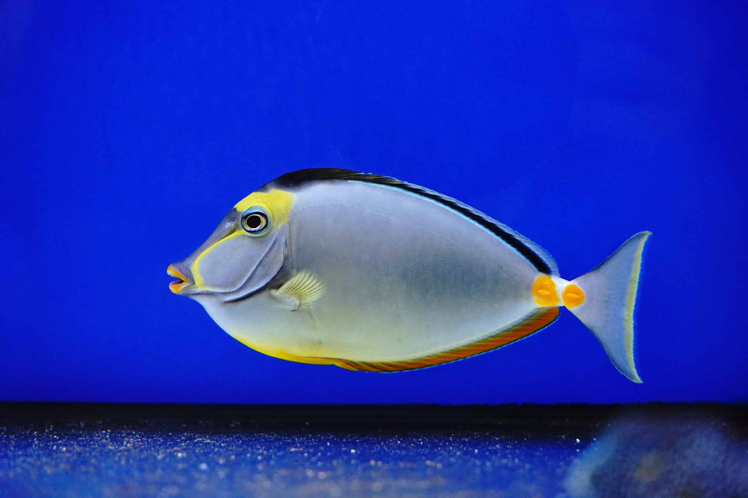 Marine Tangs – Aquarium Gallery