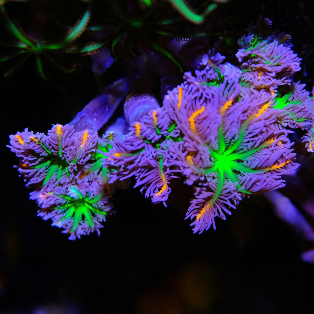 Clove/Palm Tree Polyps (Clavularia sp.) - Various – Aquarium Gallery
