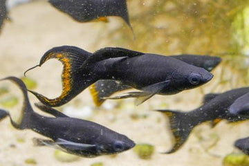 Freshwater Clean-Up Crew – Page 2 – Aquarium Gallery