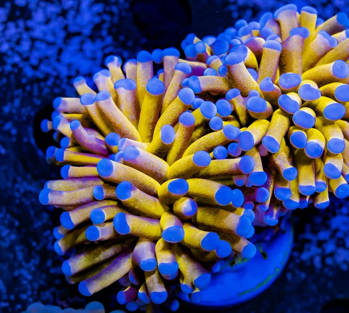 Torch Corals (Euphyllia sp.) – Aquarium Gallery