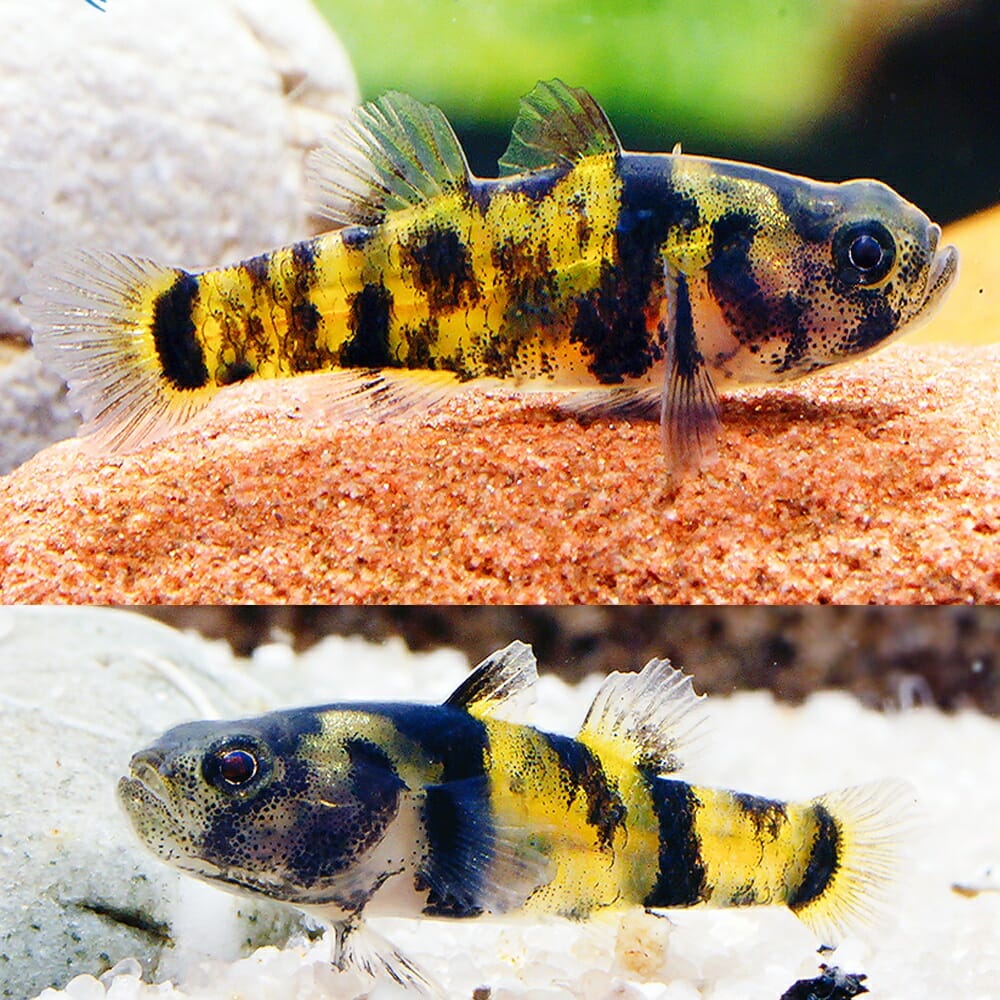 Goby Bumble Bee Burmese Spotted Dwarf – Aquarium Gallery