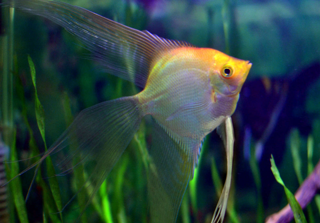 Freshwater Angelfish – Aquarium Gallery