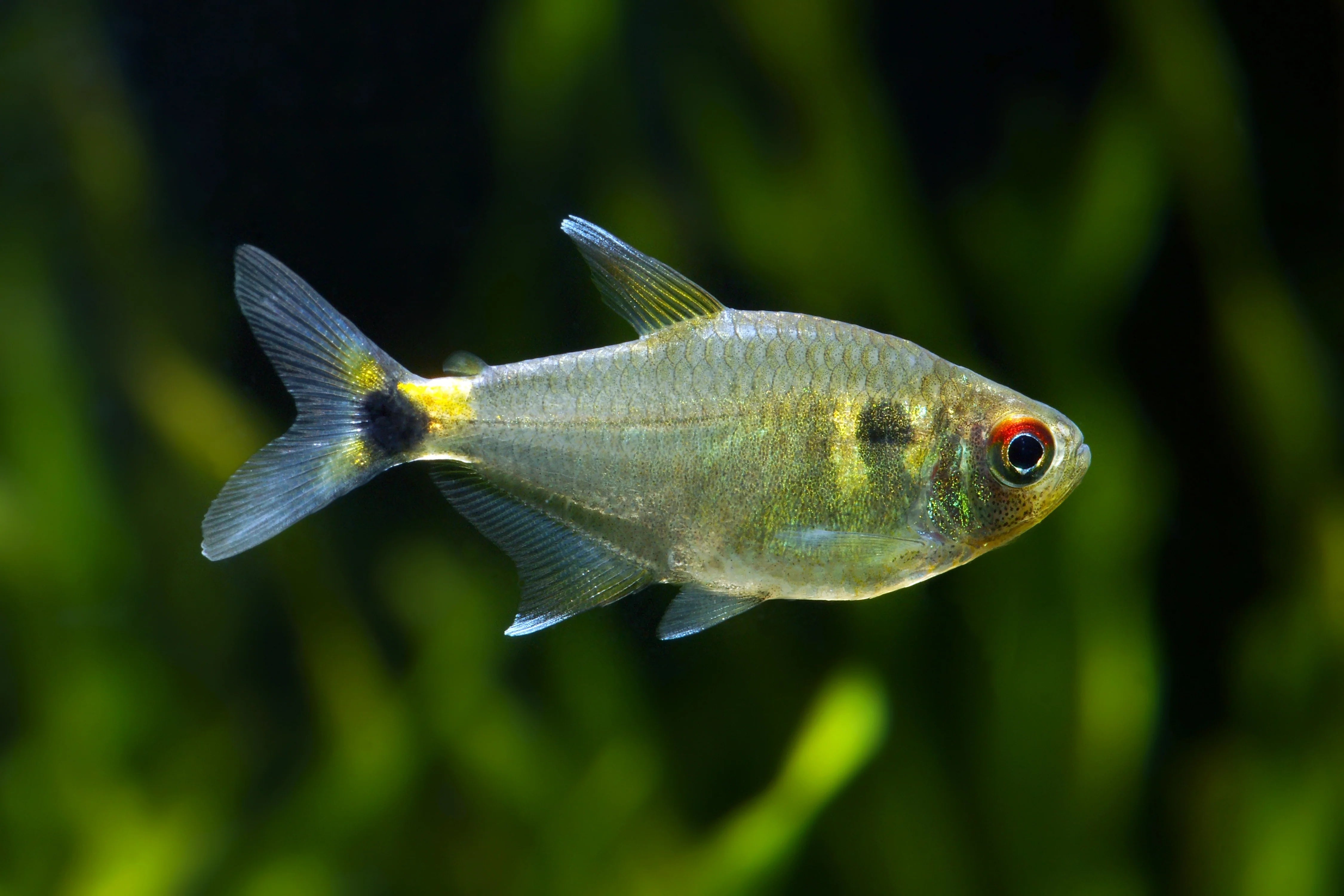 Tetra Head & Tail Light – Aquarium Gallery
