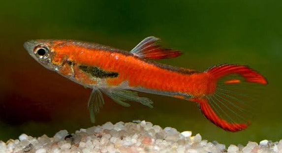 Endler Chilli Red Male – Aquarium Gallery