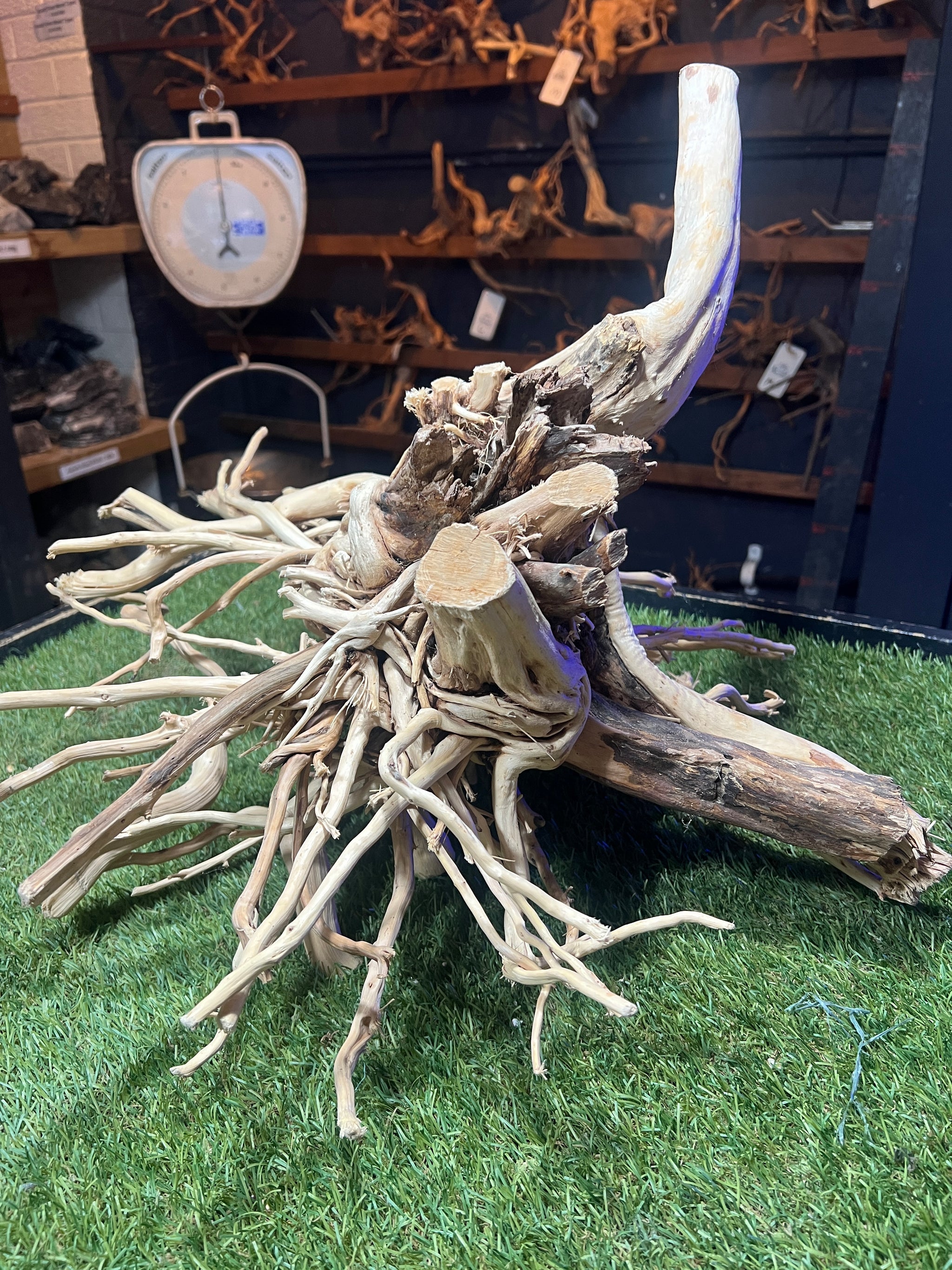 Premium Two Tone Trunk Wood* – Aquarium Gallery