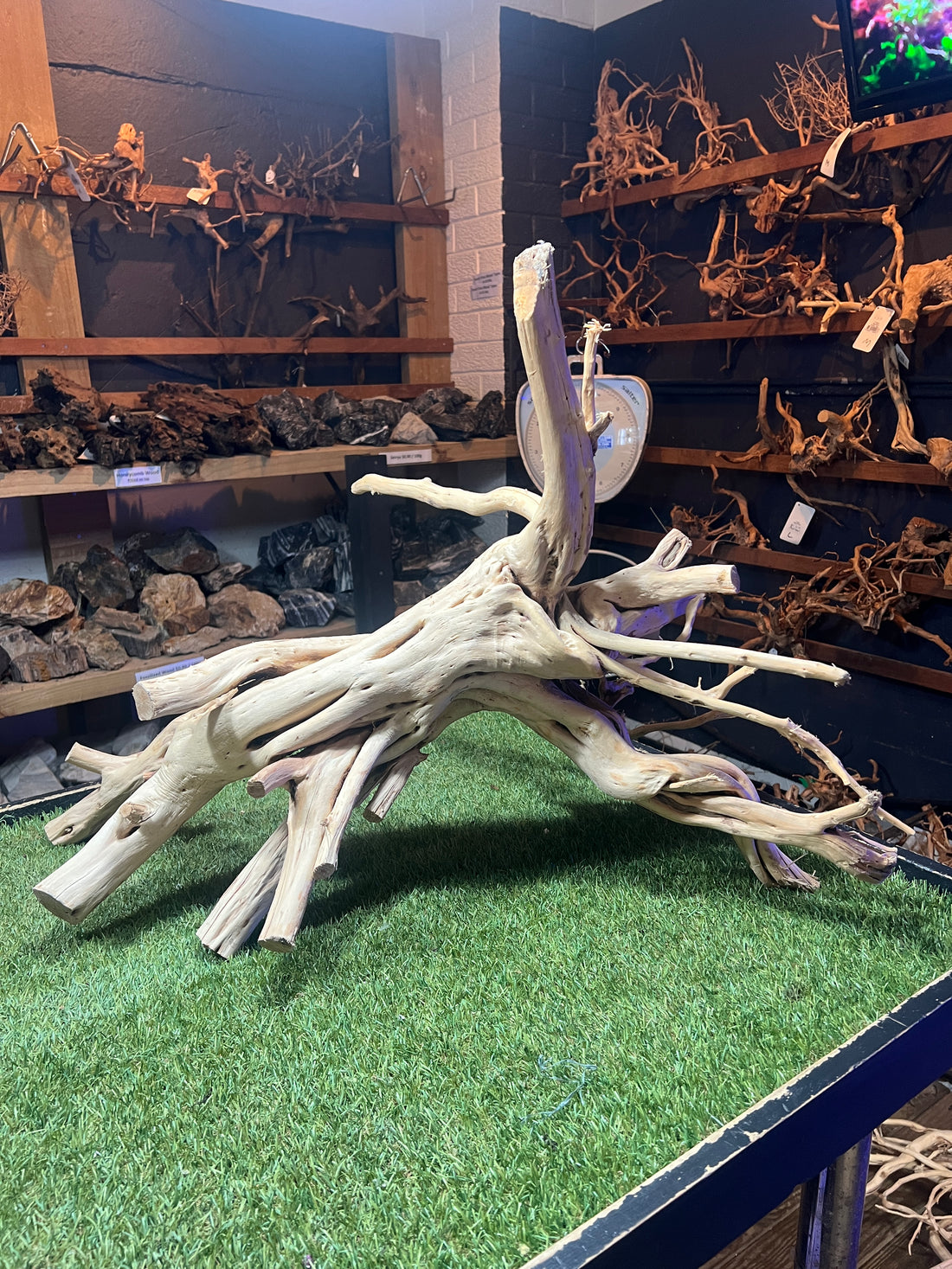 Premium Two Tone Trunk Wood* – Aquarium Gallery