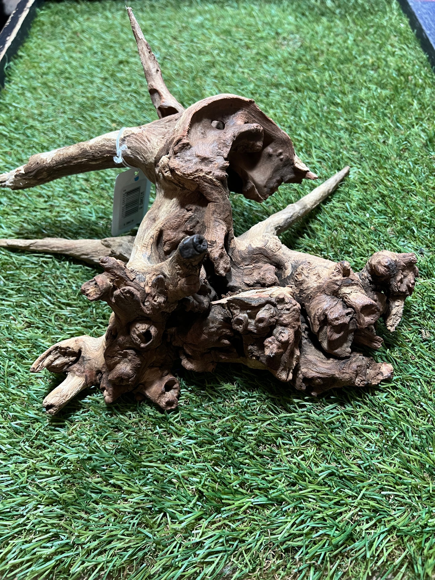 Wizard Wood – Aquarium Gallery