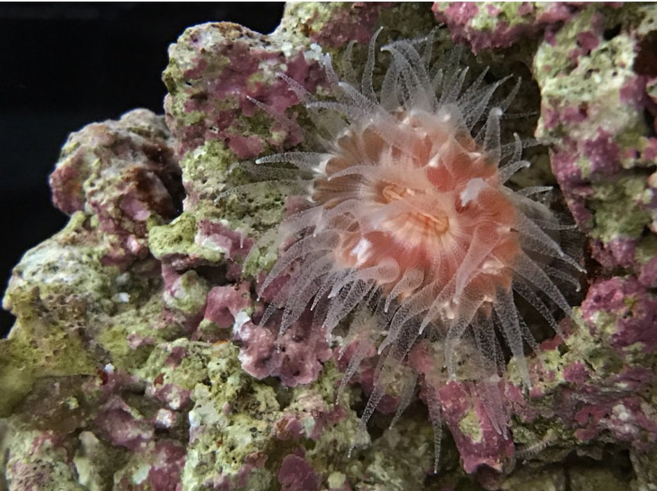 NPS Corals – Aquarium Gallery