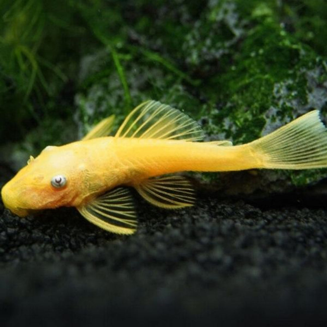 Pleco - Blue Eyed Lemon Bristlenose L144 – Aquarium Gallery