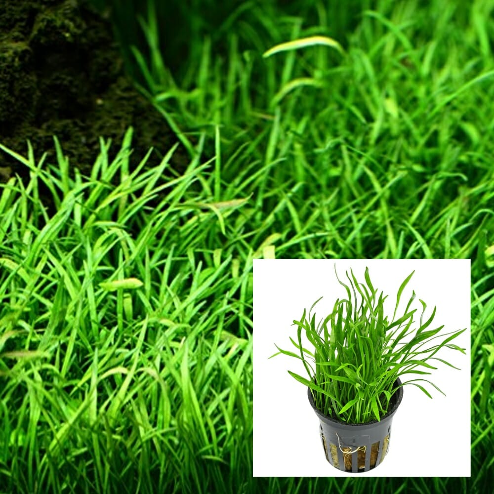 Lilaeopsis Brasiliensis – Aquarium Gallery