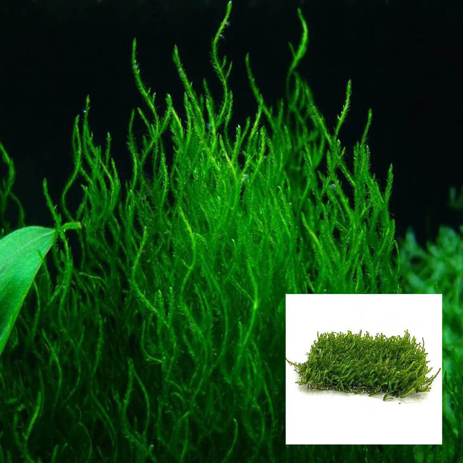 Freshwater Moss – Aquarium Gallery