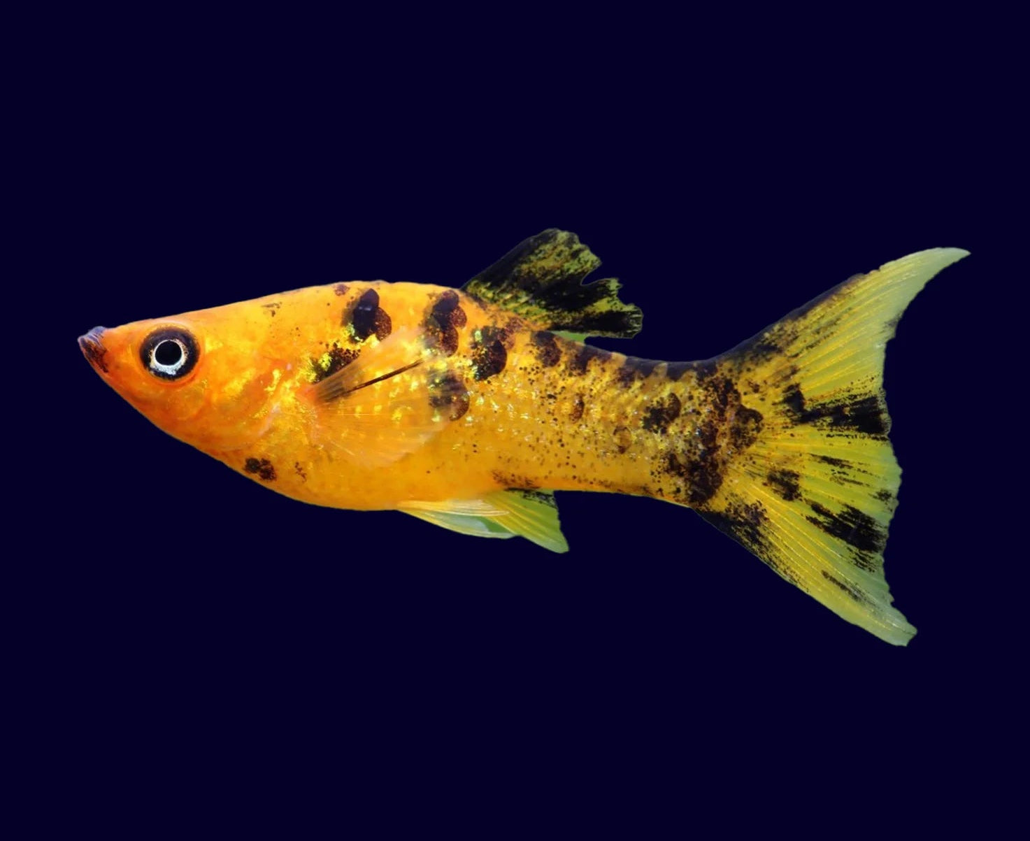 Molly - Red Calico Lyretail – Aquarium Gallery