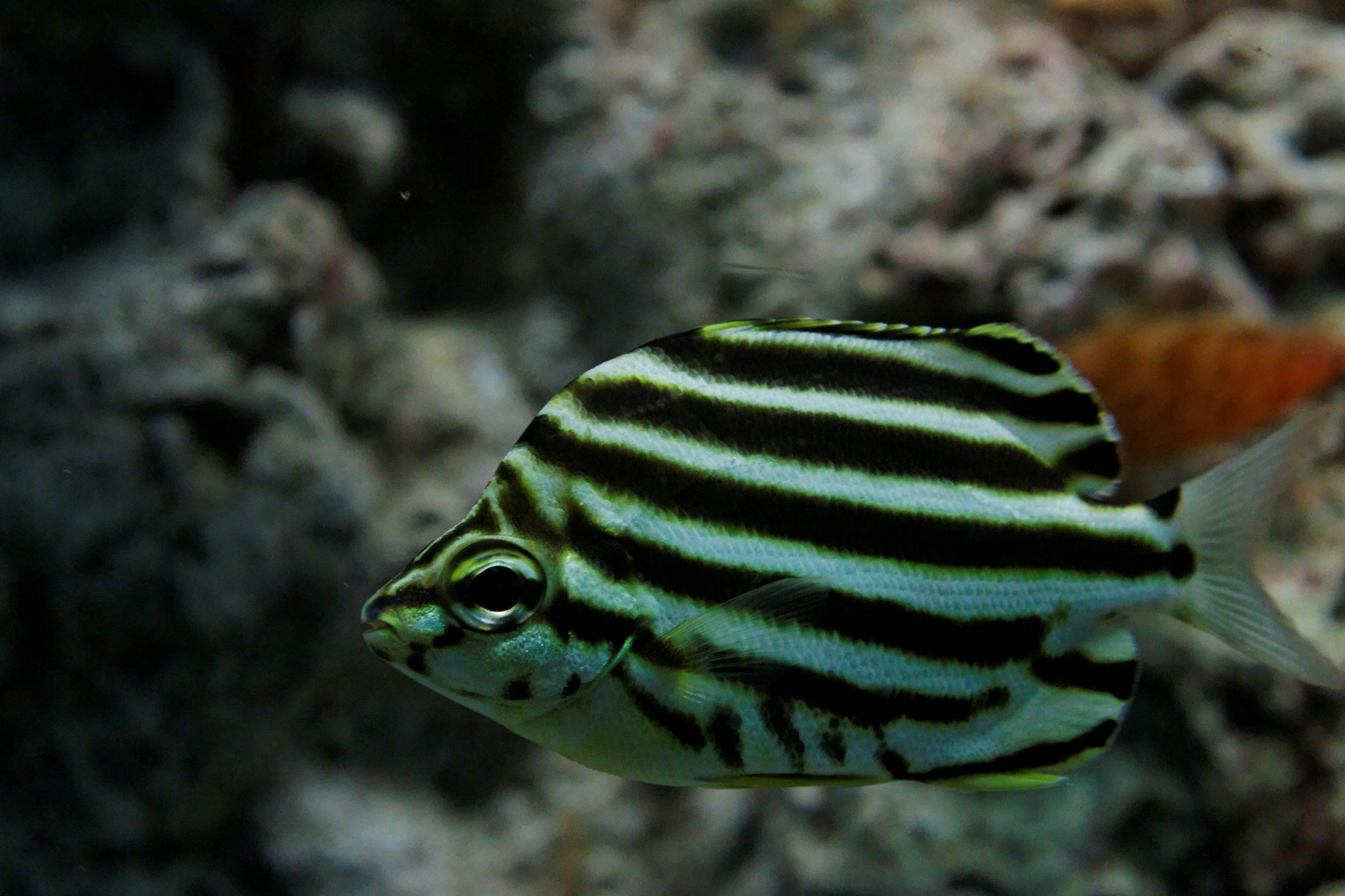 Australian Stripey (Microcanthus strigatus) – Aquarium Gallery