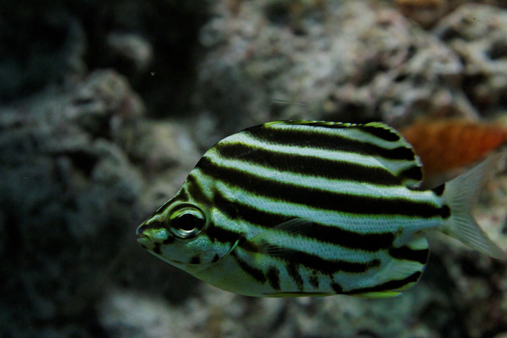 Australian Stripey (Microcanthus strigatus) – Aquarium Gallery