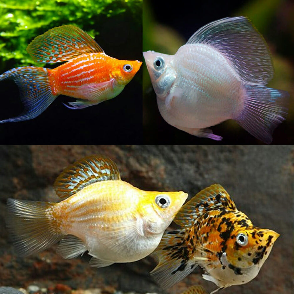 Freshwater Molly – Aquarium Gallery