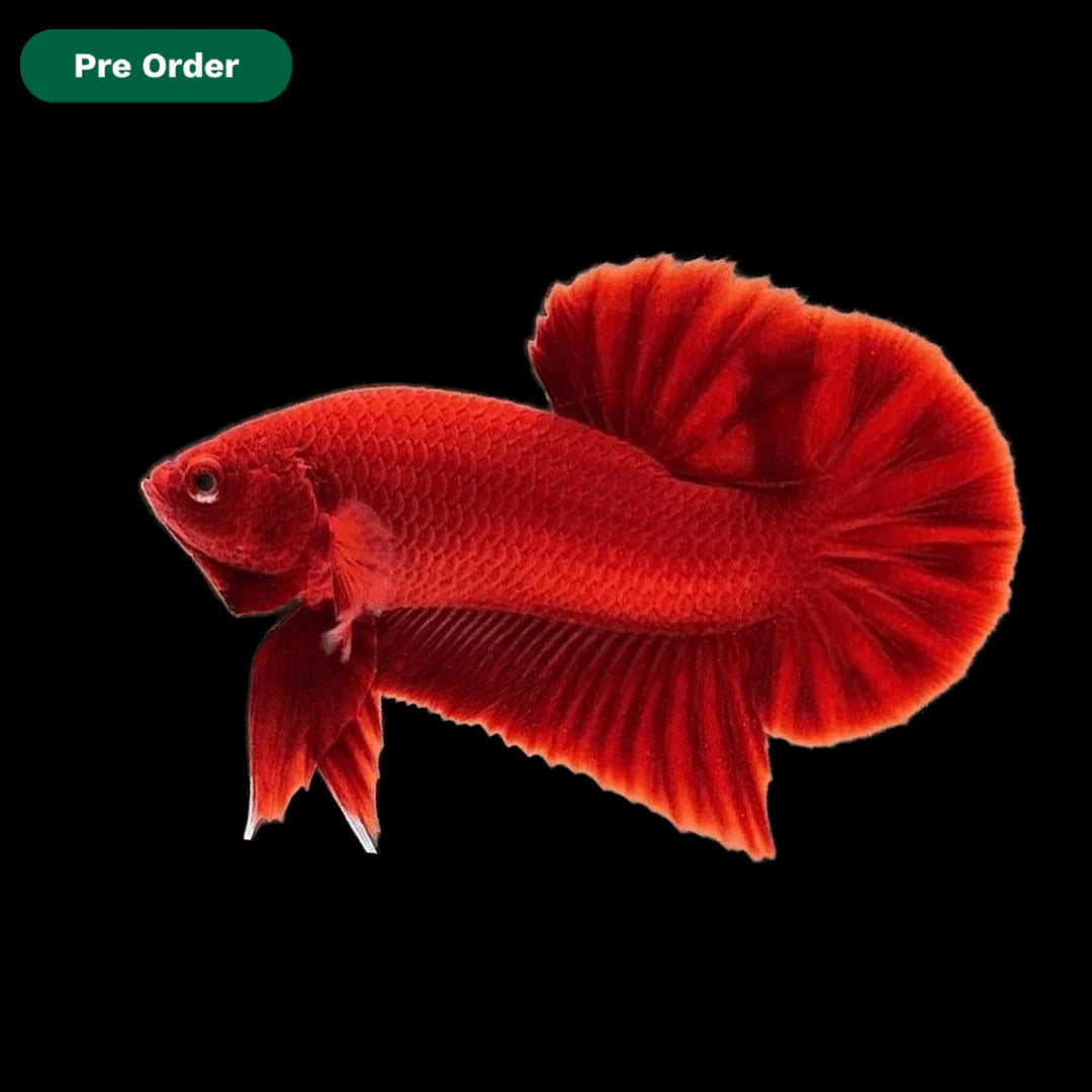 Betta PKHM Super Red Male – Aquarium Gallery
