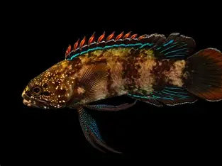 Devilfish - Pygmy (Plesiops coeruleolineatus) – Aquarium Gallery